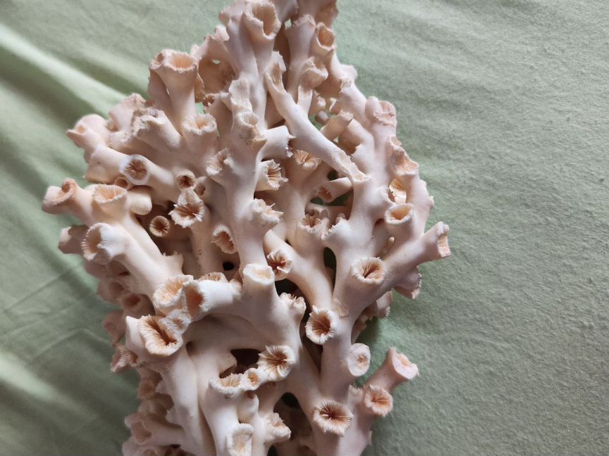 Коралл белый большой