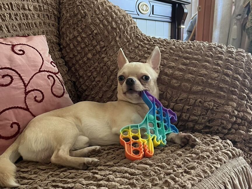 Продаю кобеля чихуахуа