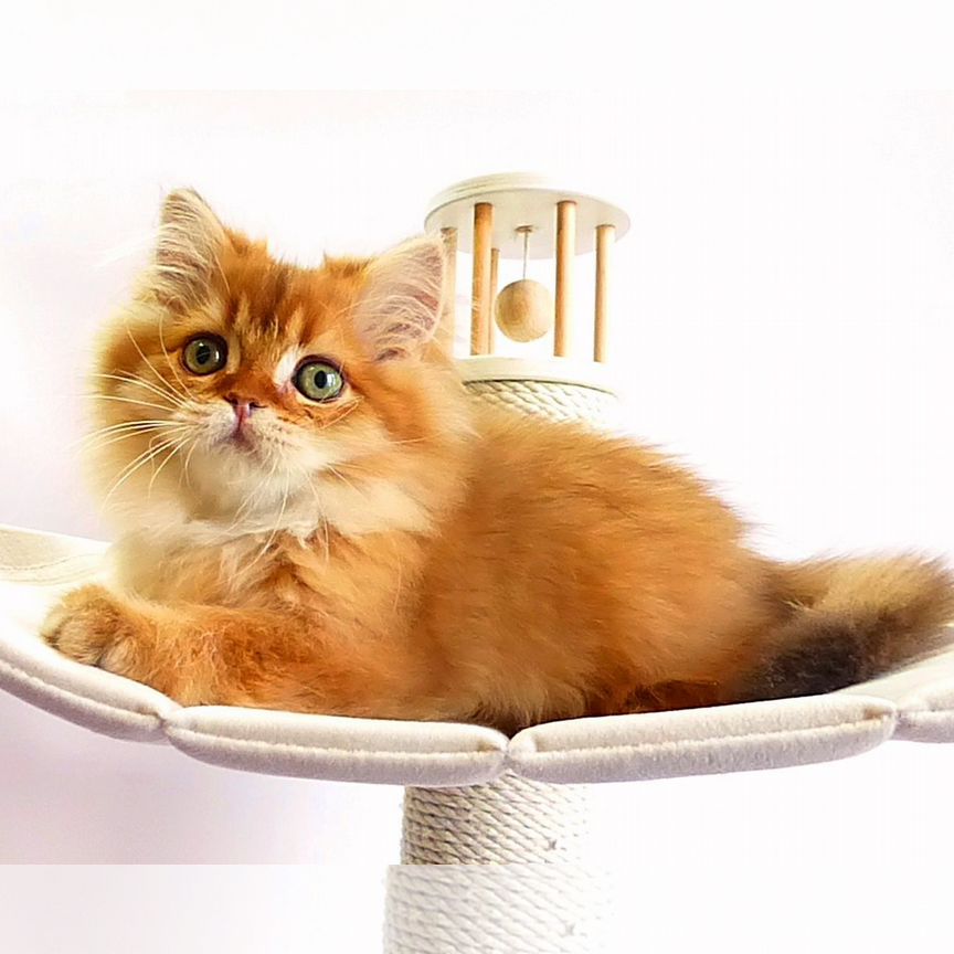 Британский длинношёрстный котёнок