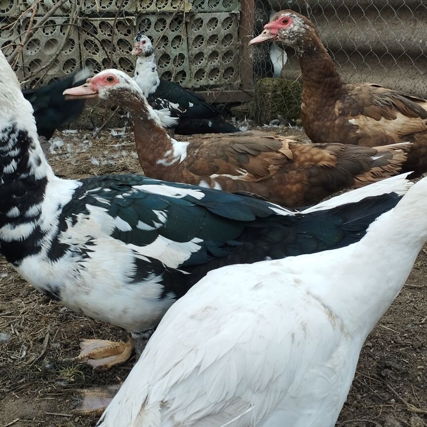 Мускусные утки на племя