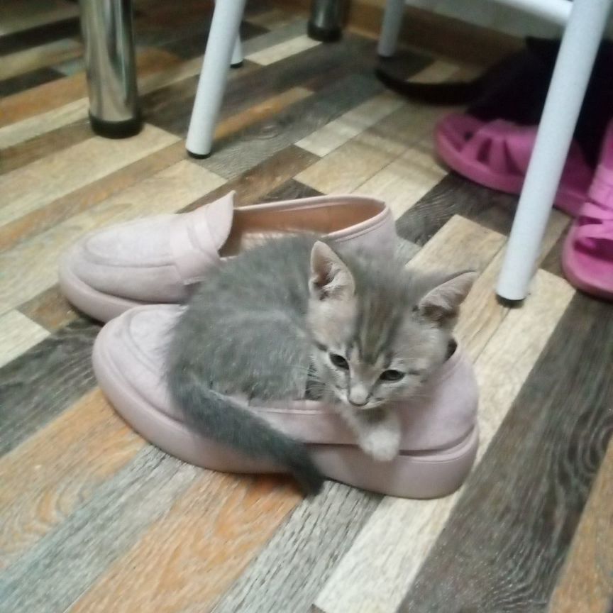Котенок в добрые руки