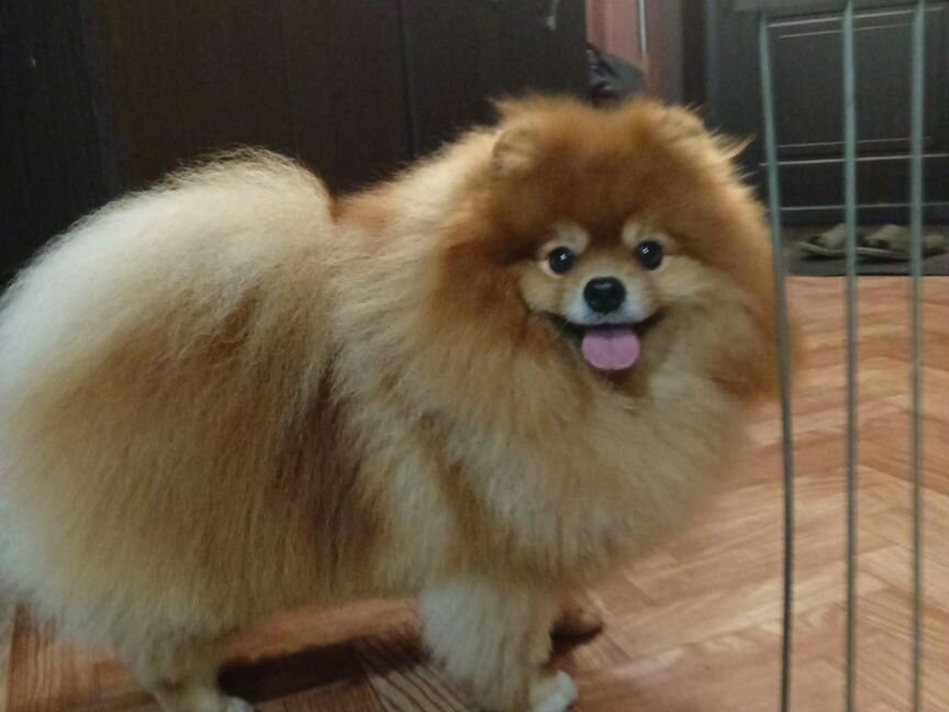 Шпиц малый вязка