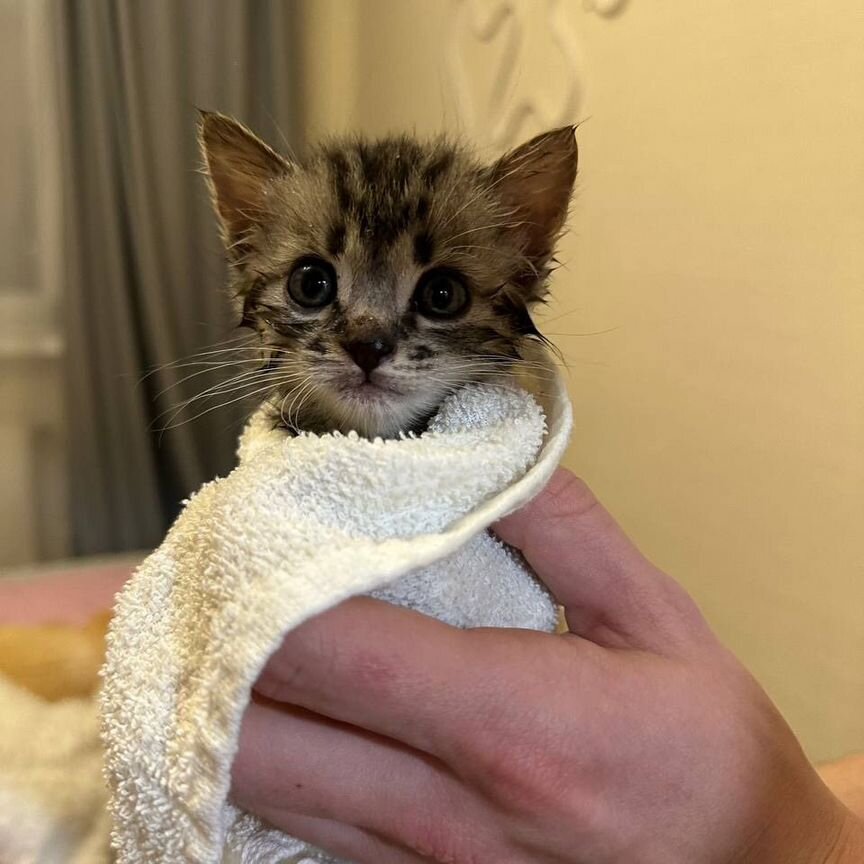 Отдам котенка в добрые руки