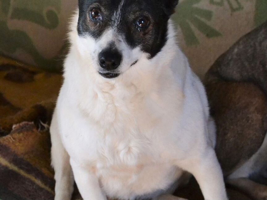 Зефирка хочет домой