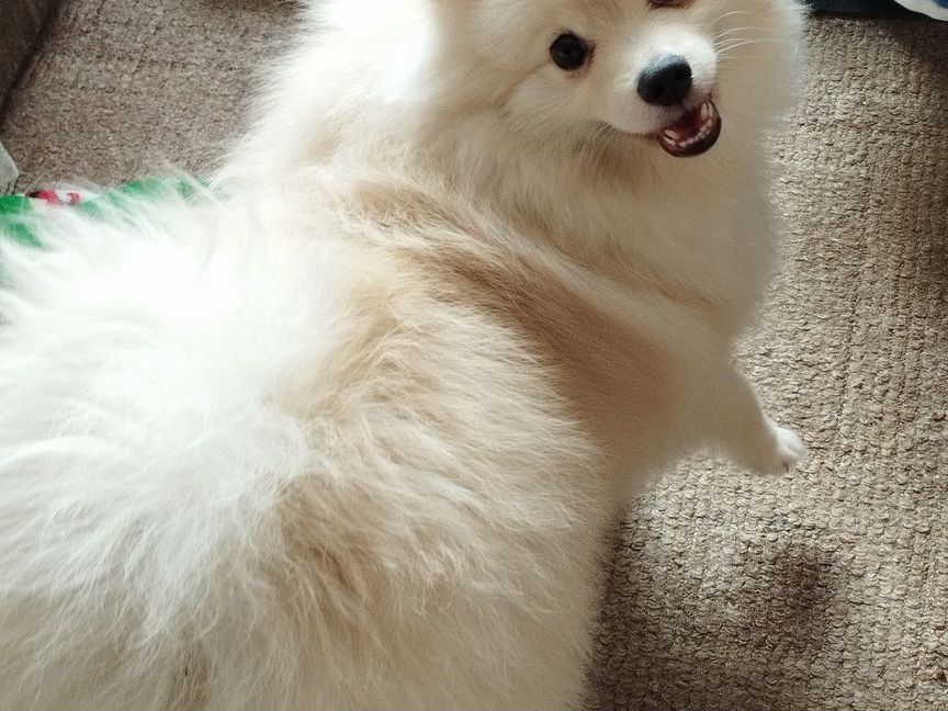 Немецкий шпиц (6 месяцев)