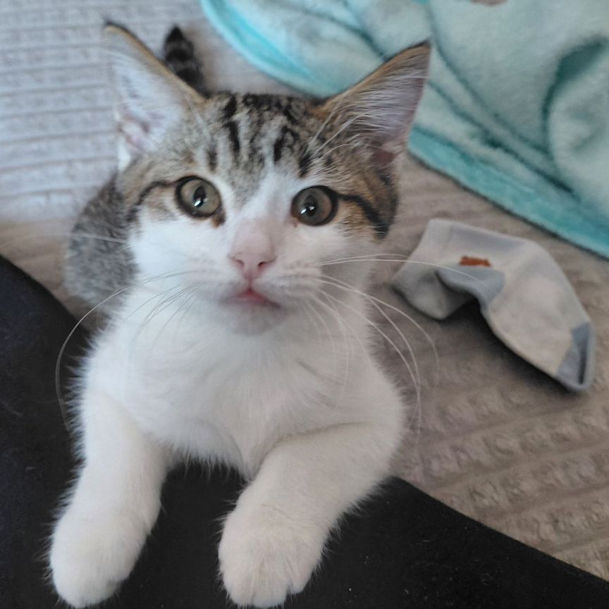 Котёнок в добрые руки