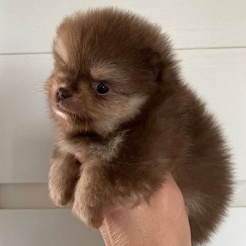 Померанский шпиц, щенок
