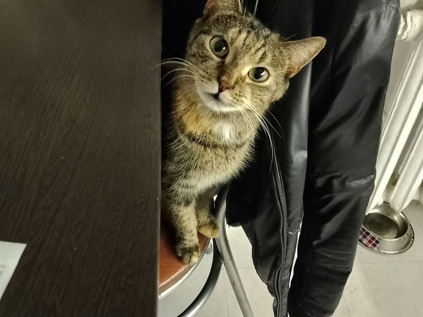 Кошка