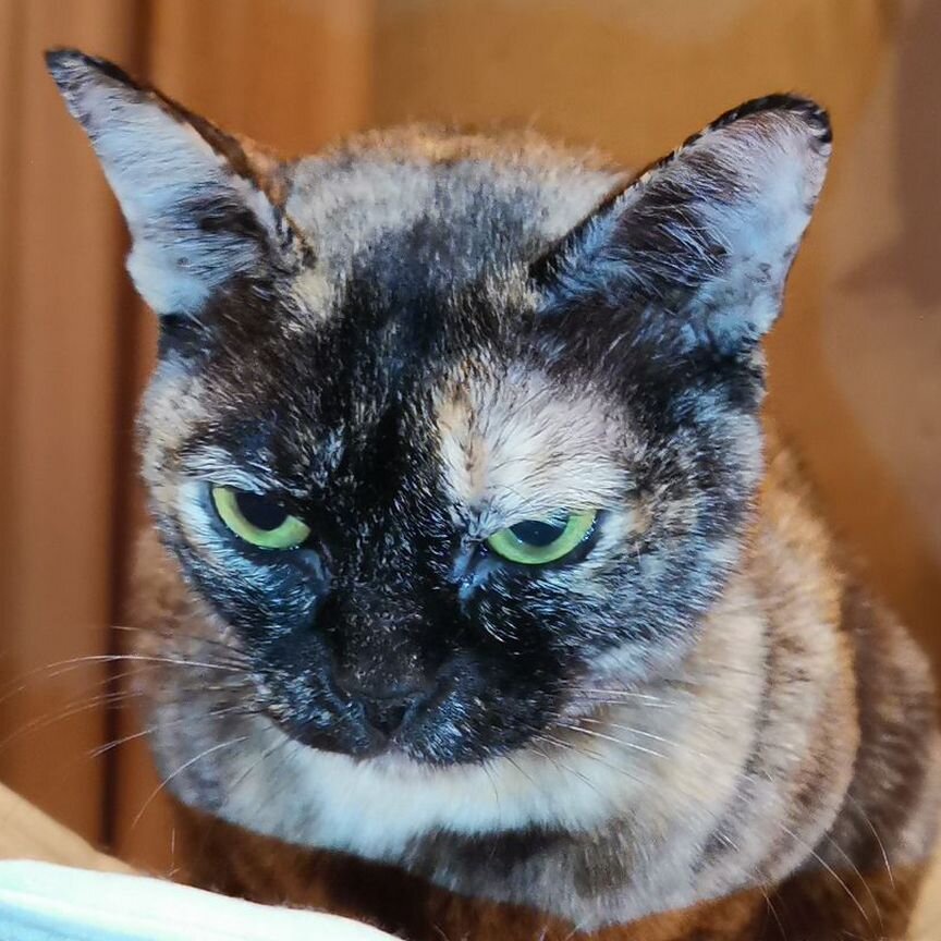 Европейская бурманская, взрослая кошка