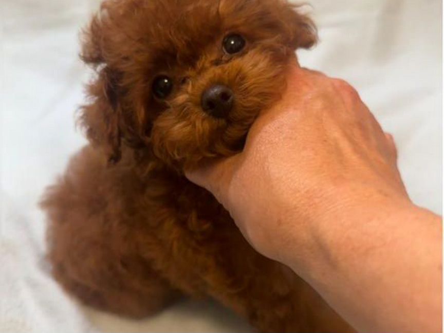 Той-пудель ред браун мальчик тедди мини 3,5 месяца