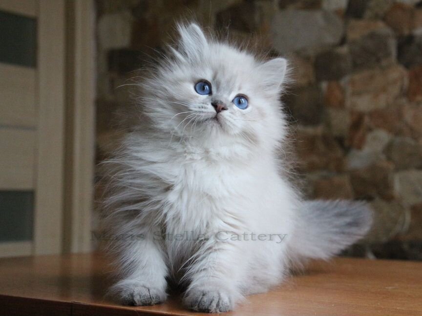 Нежный невский маскарадный малыш