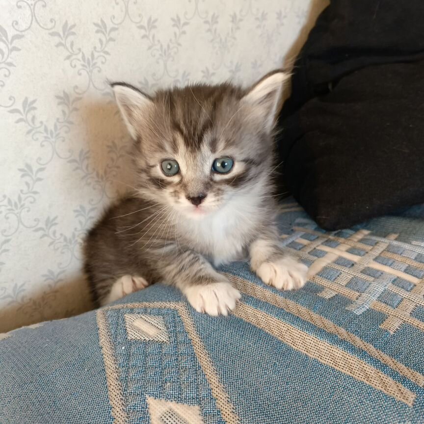 Котята в добрые руки 1 месяц