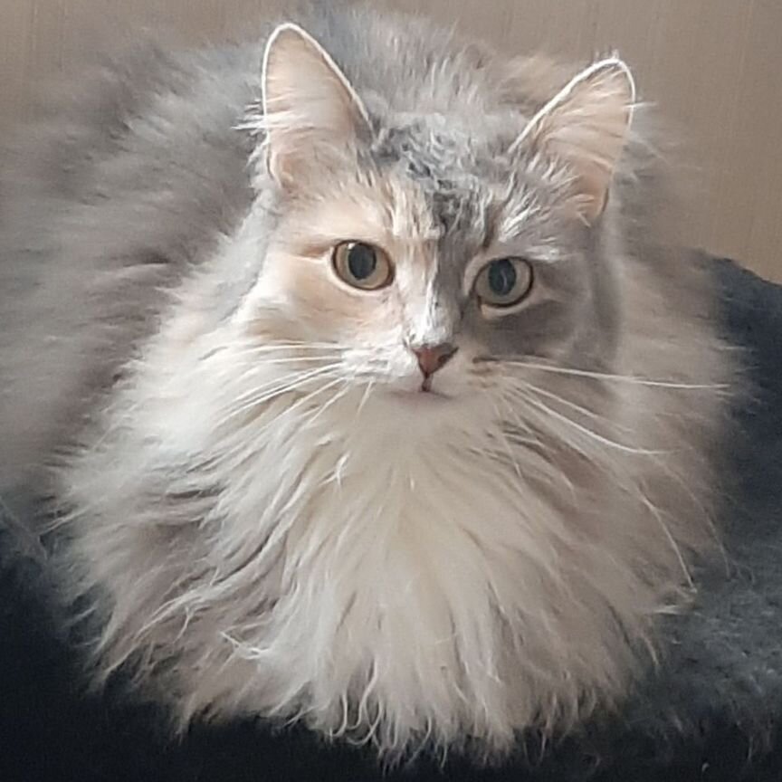 Ищет семью кошка Бася