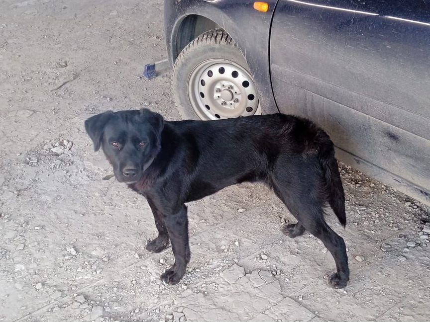 Собака в добрые руки