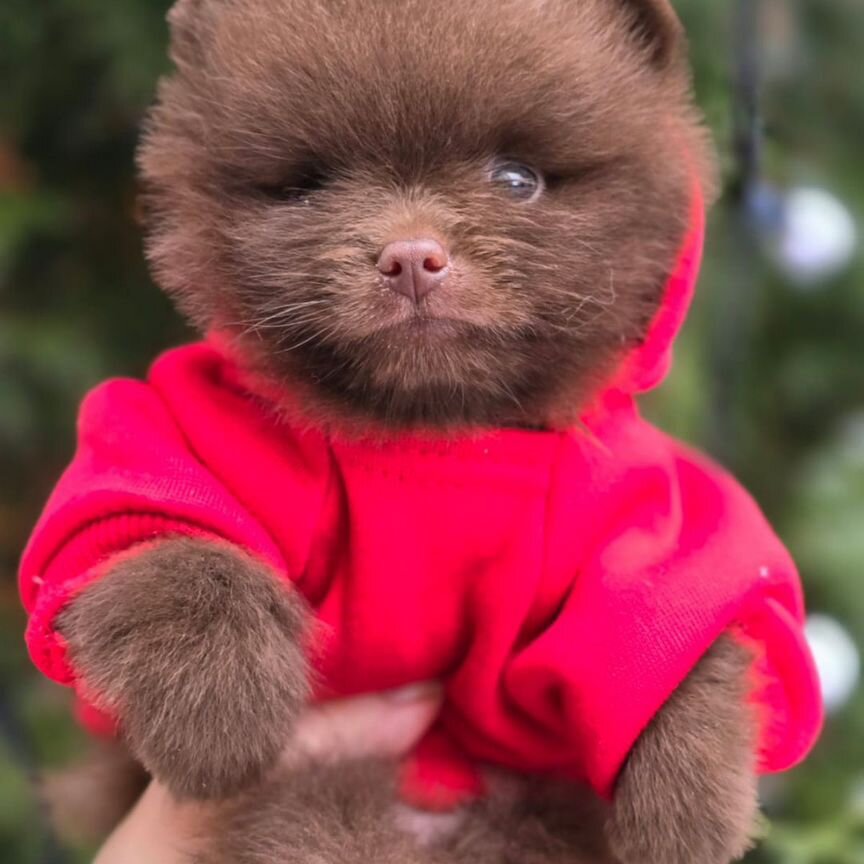 Шпиц лиловый