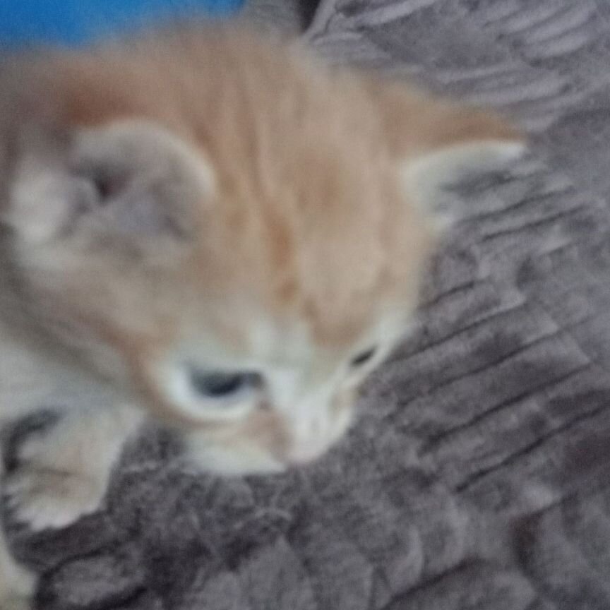 Котята