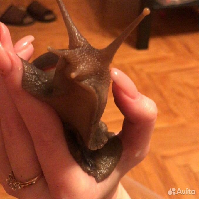 Улитка ахатина в добрые руки