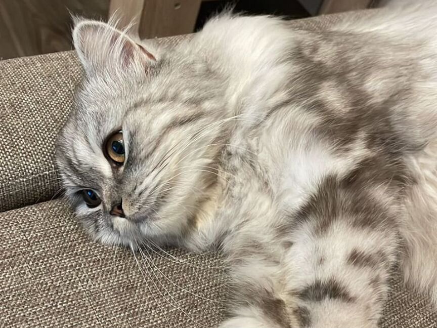 Шотландская кошка с документами