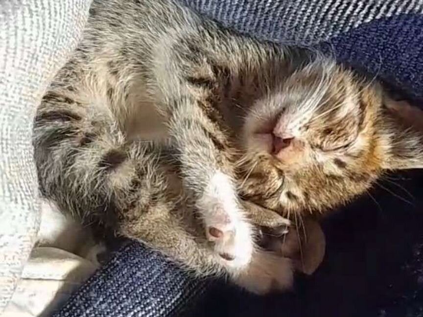 Котенок мальчик бесплатно