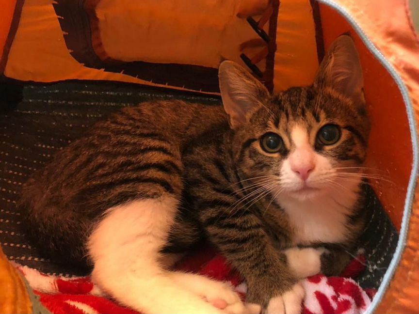 Котенок 3,5 месяца