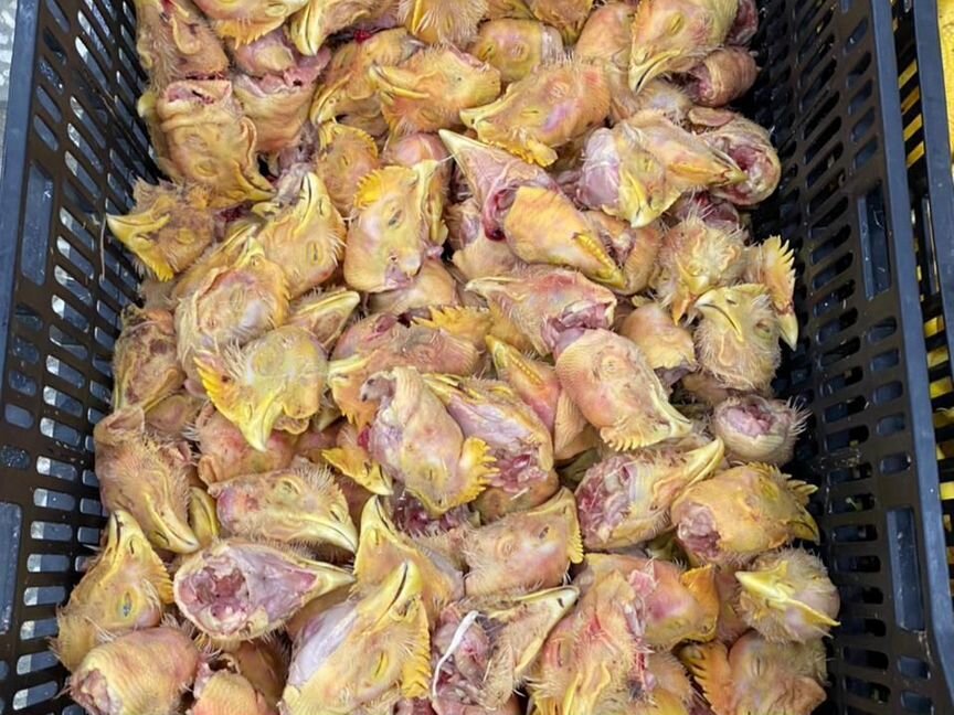 Корм для собак