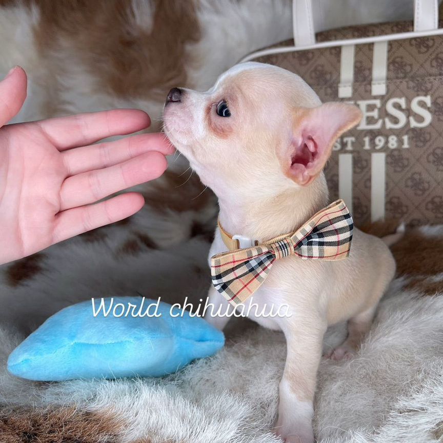 Мальчик Чихуахуа Изабелловый