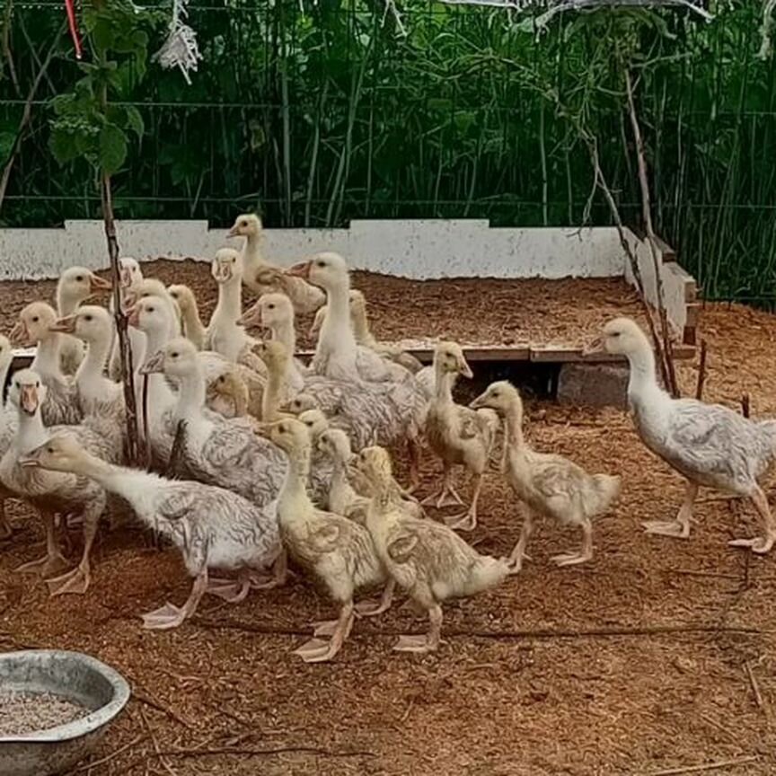 Гусята линда