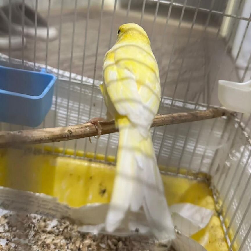 Кенара и канарейки