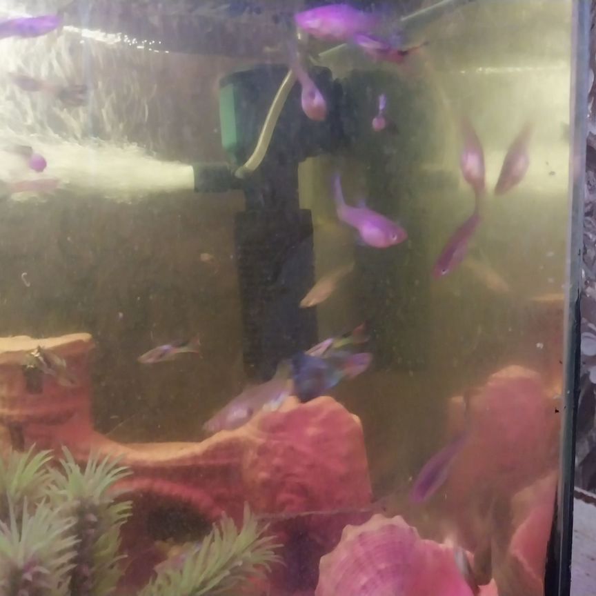 Рубки Гуппи