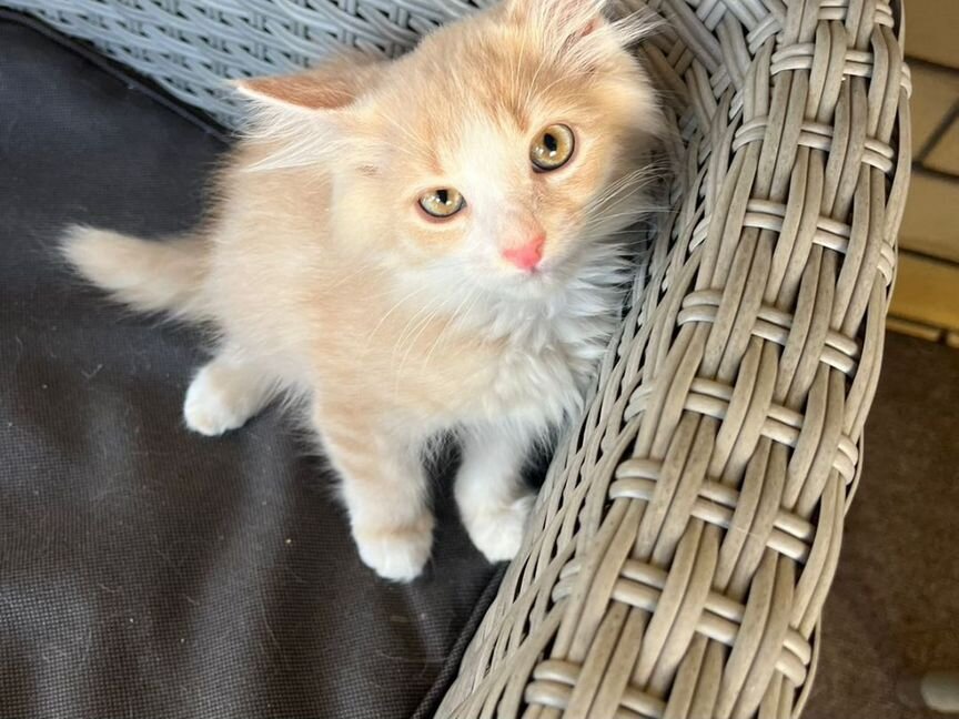 Котенок персиковая малышка