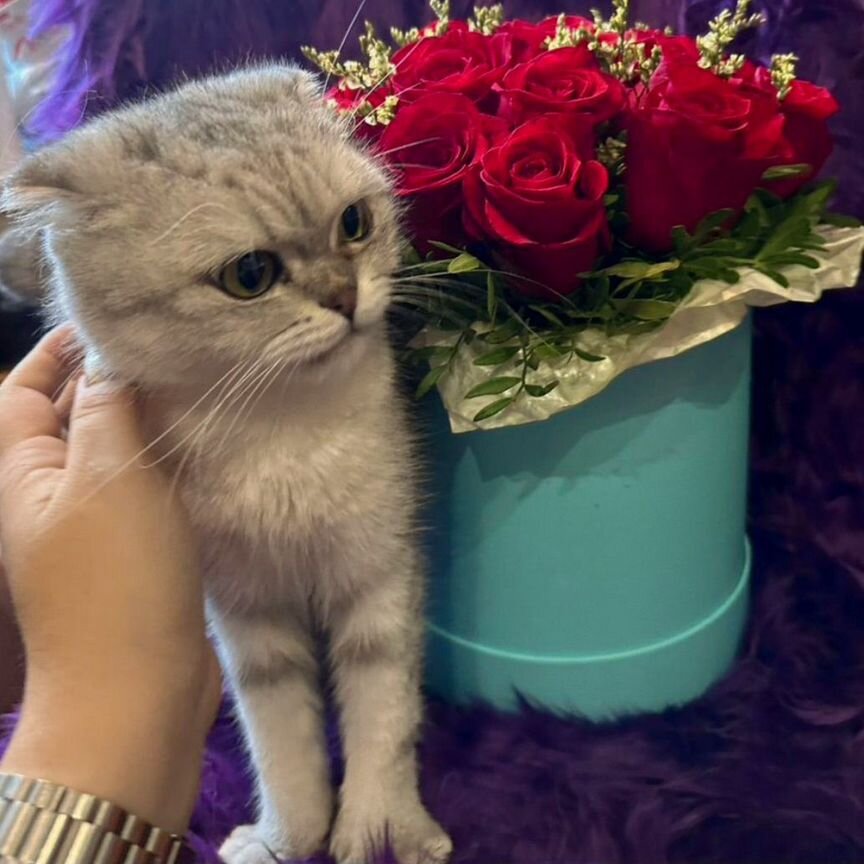 Шотландская вислоухая шиншилла