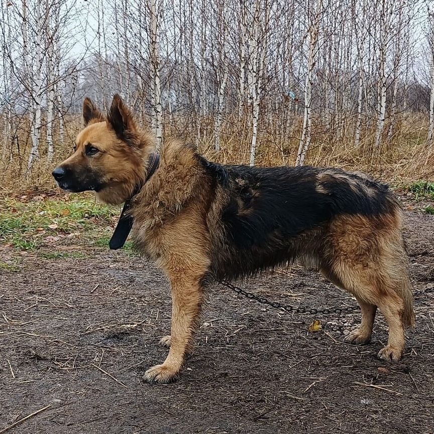 Длинношерстная немецкая овчарка