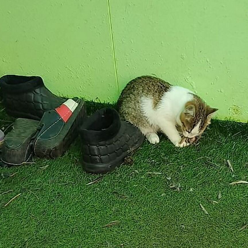 Кошка в дар бесплатно