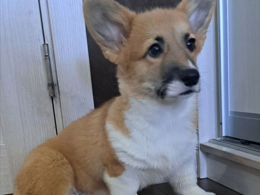 Щенок Вельш-корги пемброк мальчик