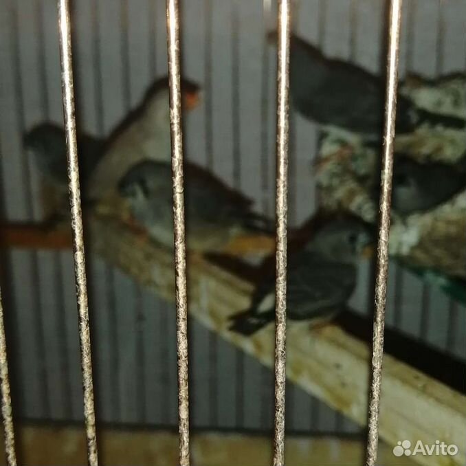 Зебровые амадины, молодые возраст 6 месяцев