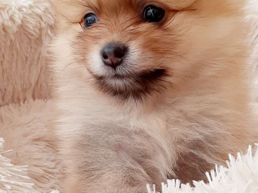 Малый немецкий шпиц