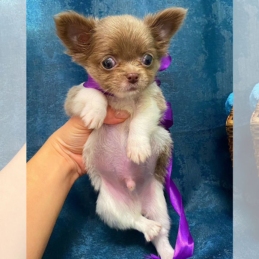 Щенки чихуахуа мальчик