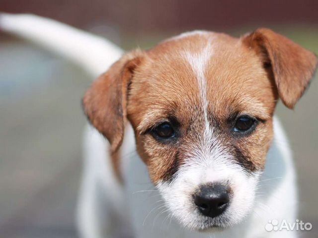 Джек Рассел терьер девочки брокен
