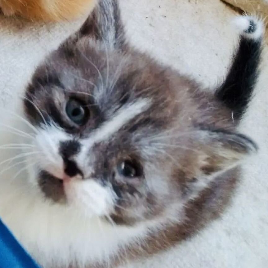 Котёнок в добрые руки