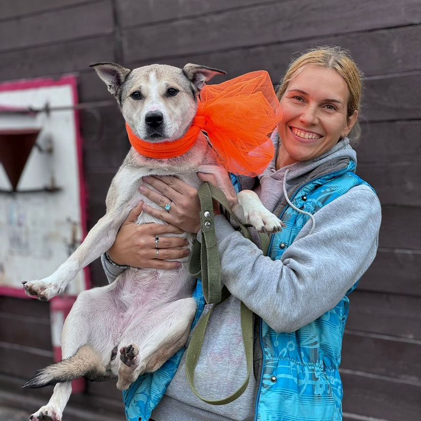 Собака Бренди ищет дом