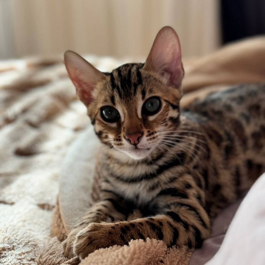 Бенгальская алк ф1