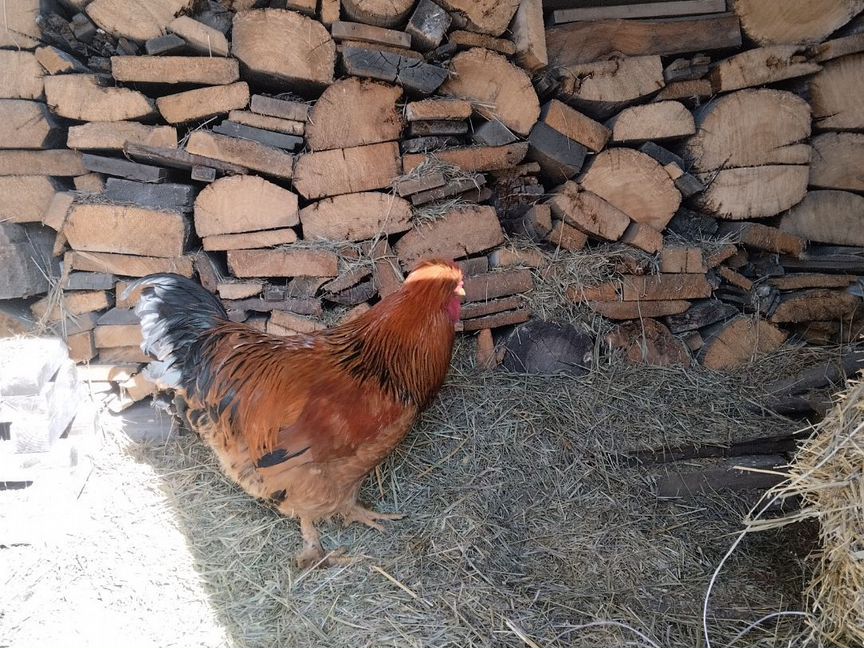 Продам молодого петуха, с хохолком на голове