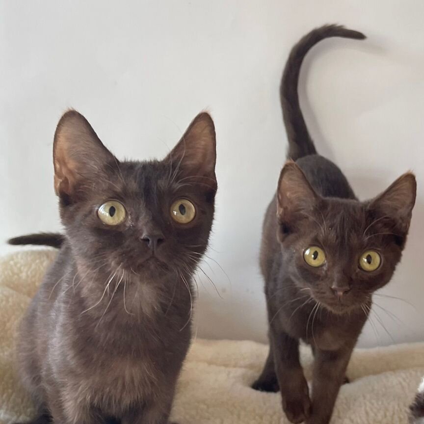Котята