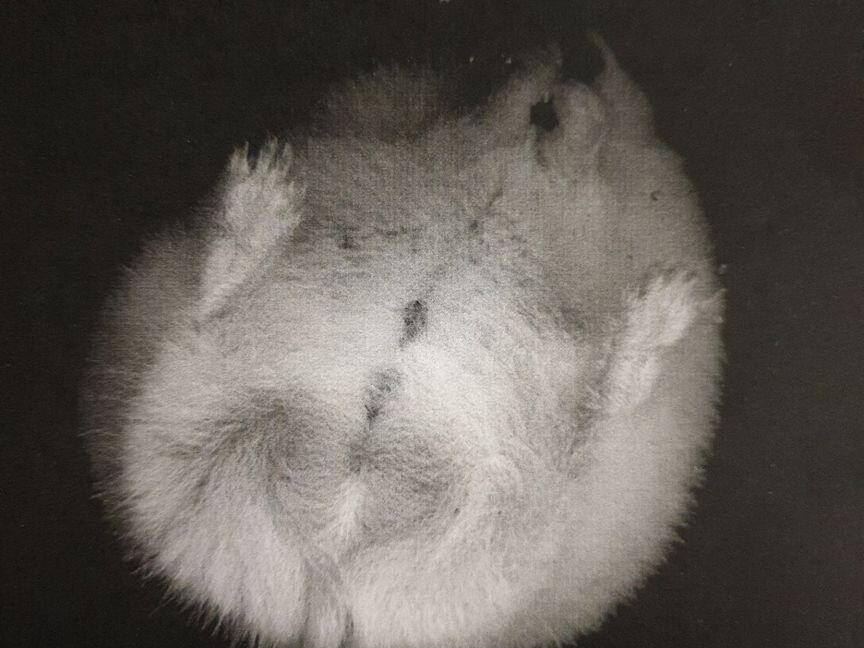 Клетка для грызунов, хомяк