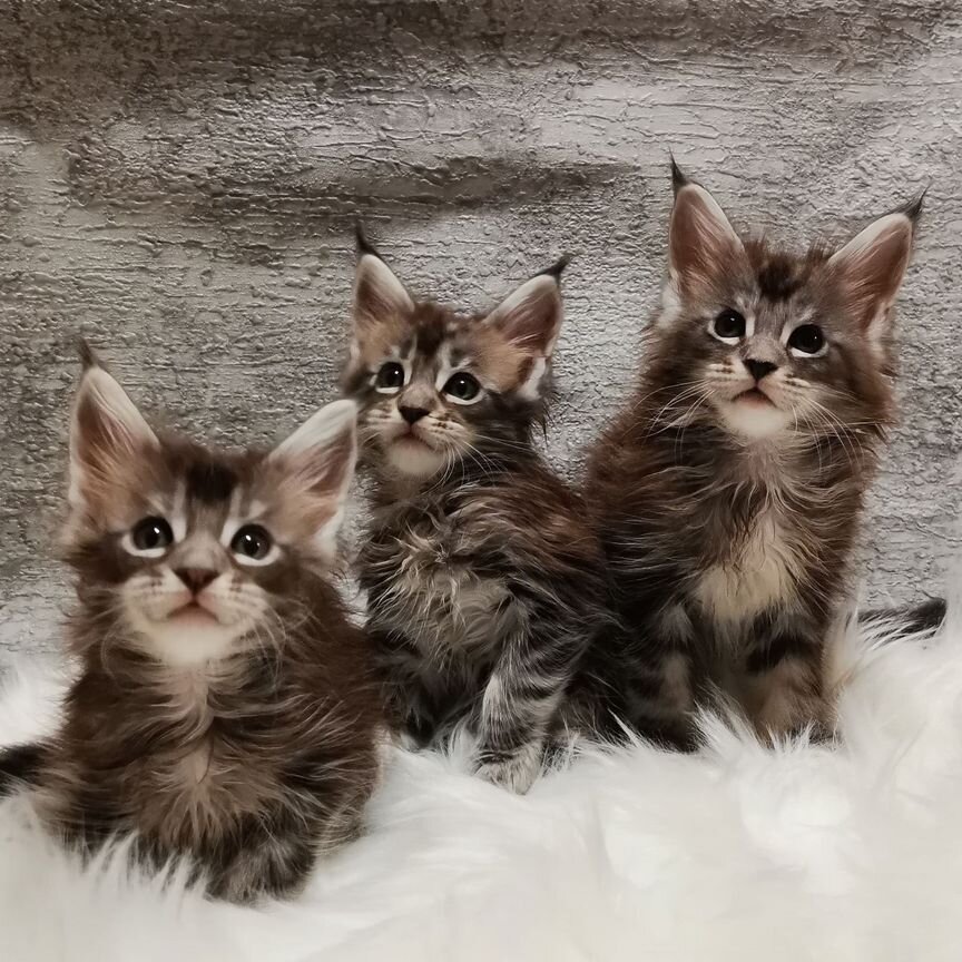 Котята мейн-кун