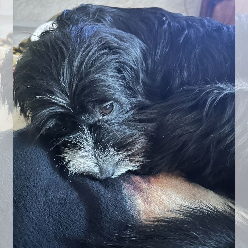 Йоркширский терьер, взрослый пёс