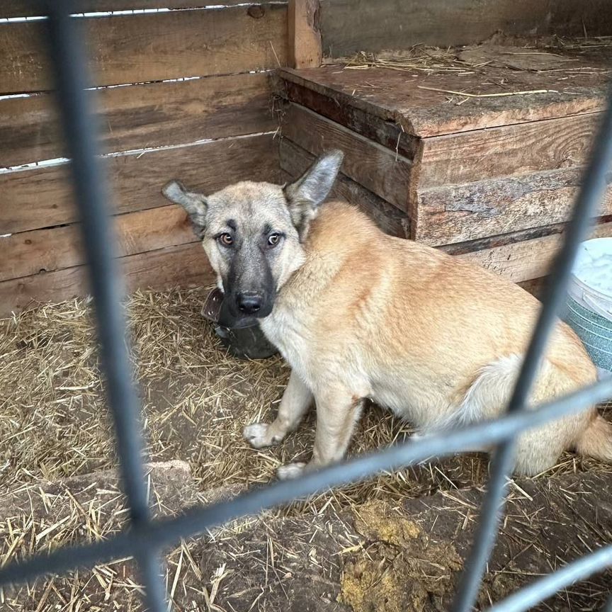 Собака ищет дом