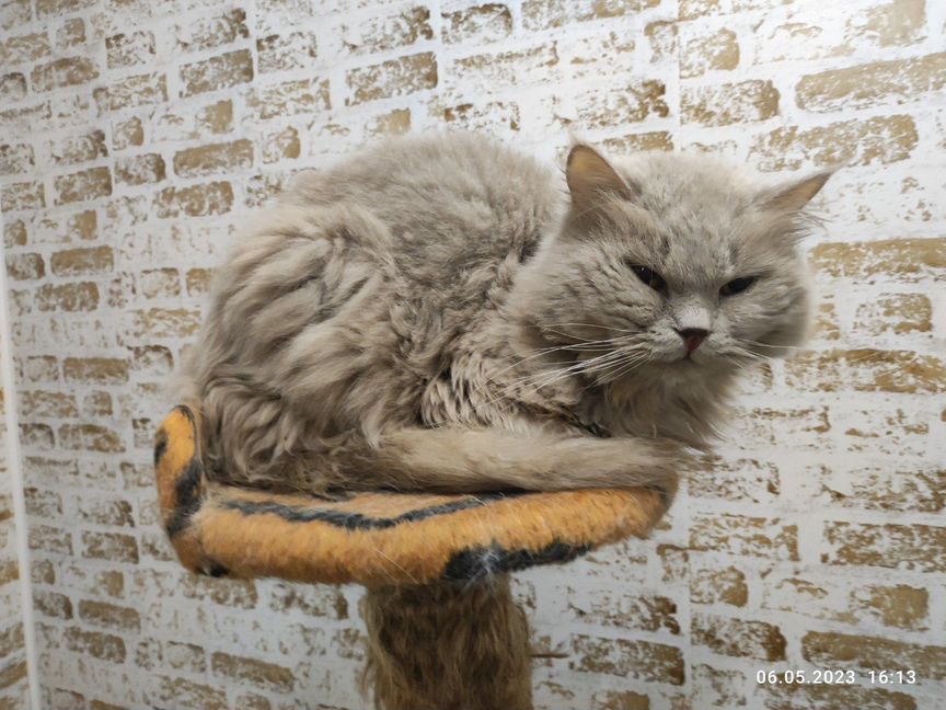 Котейка в семью