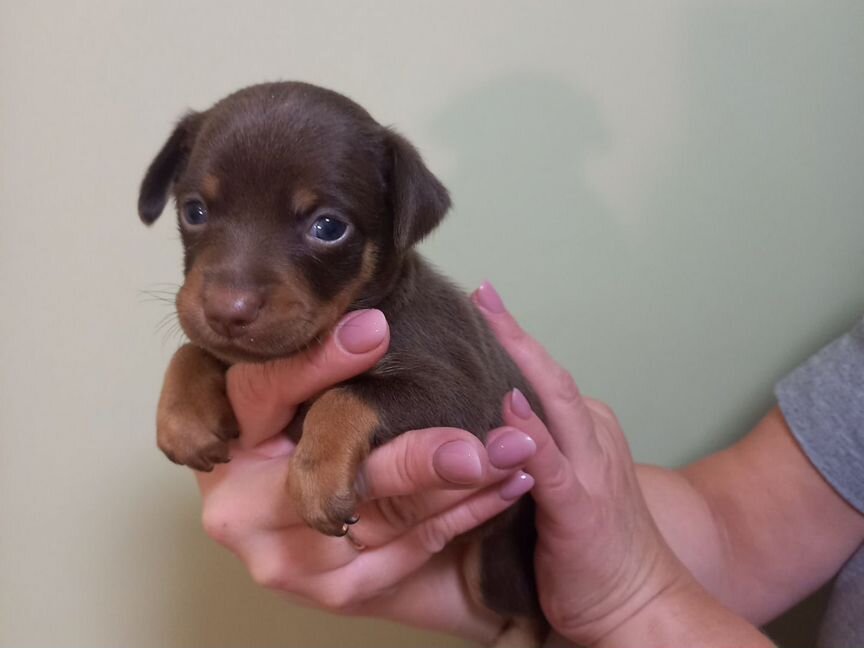 Щенки русский той-терьер