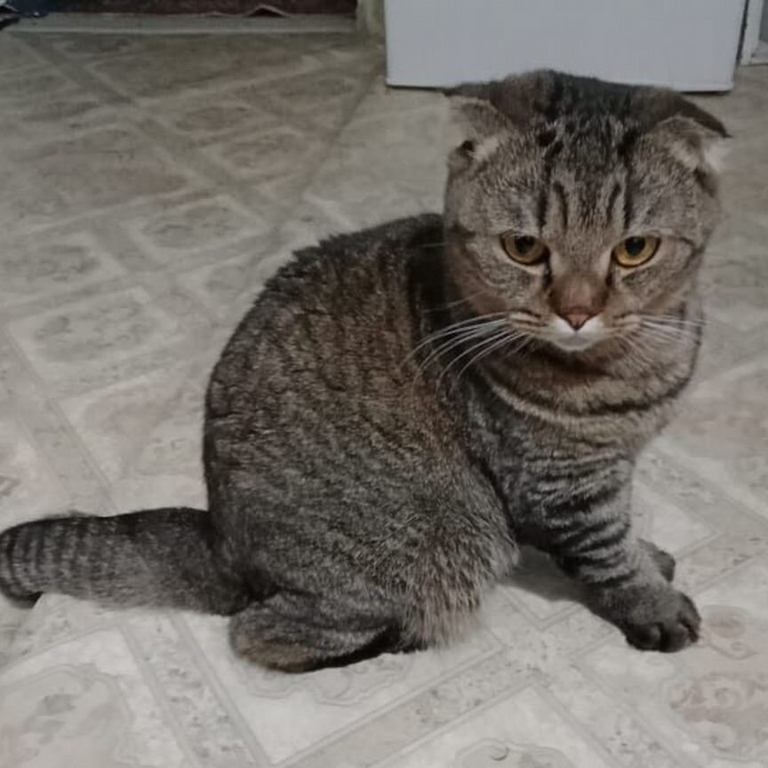 Кошка Маруся в добрые руки